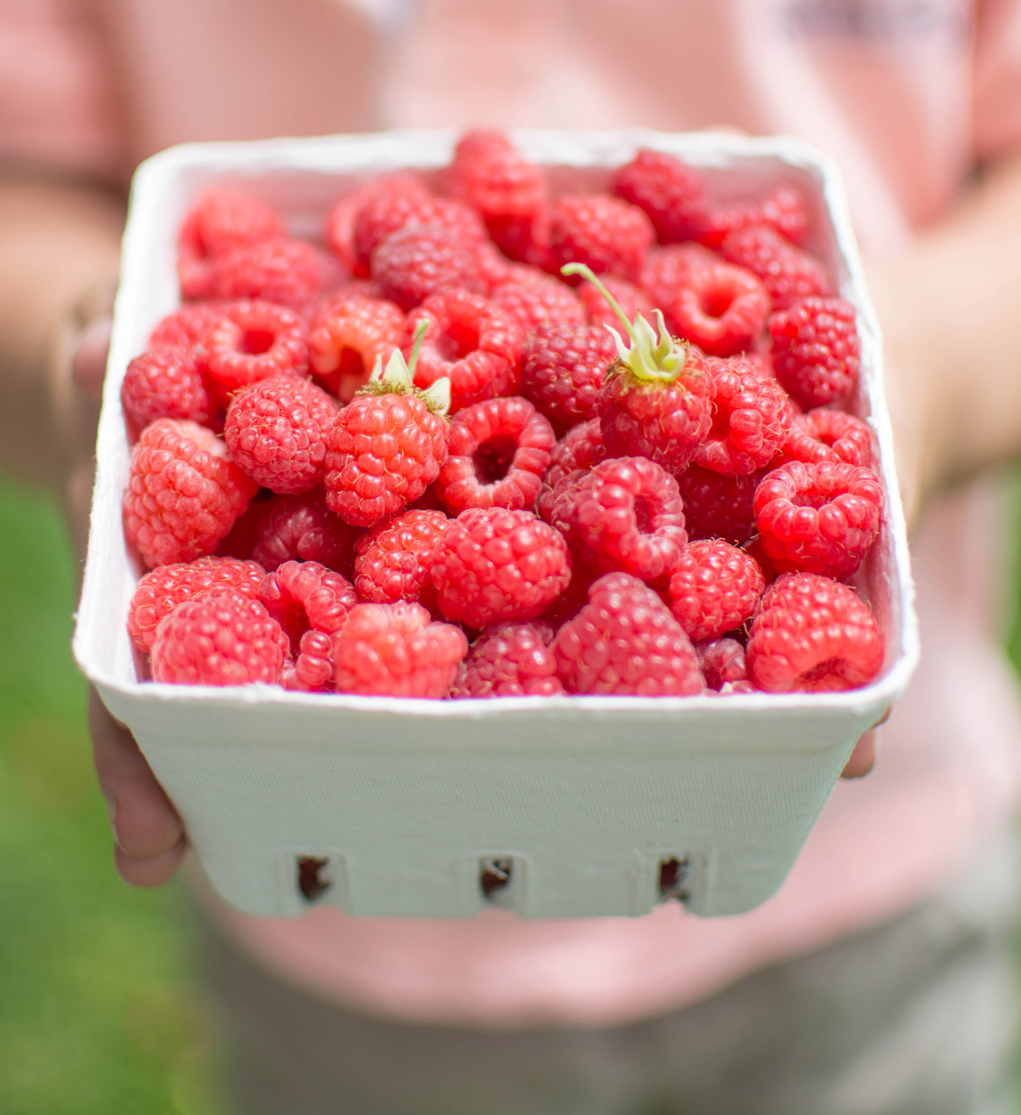 Raspberry Picking - TWINKLE TWINKLE LITTLE PARTY
