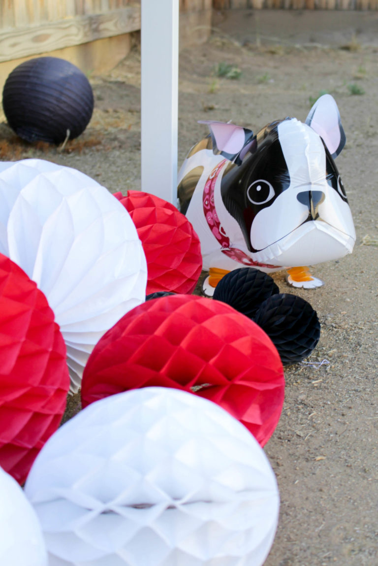 Adorable Frenchie Pawty Ideas