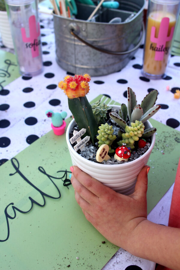How to host a Succulent & Cactus Planting Party