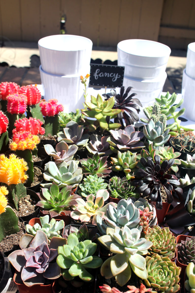 How to host a Succulent & Cactus Planting Party